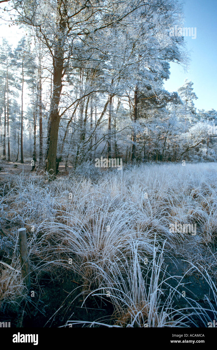 Winter hoare frost in english forest and lake with frozen reeds Ascot ...