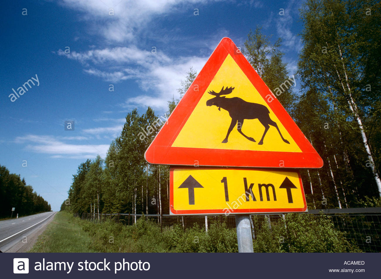 Elk Crossing Road With Traffic Stock Photos & Elk Crossing Road With ...