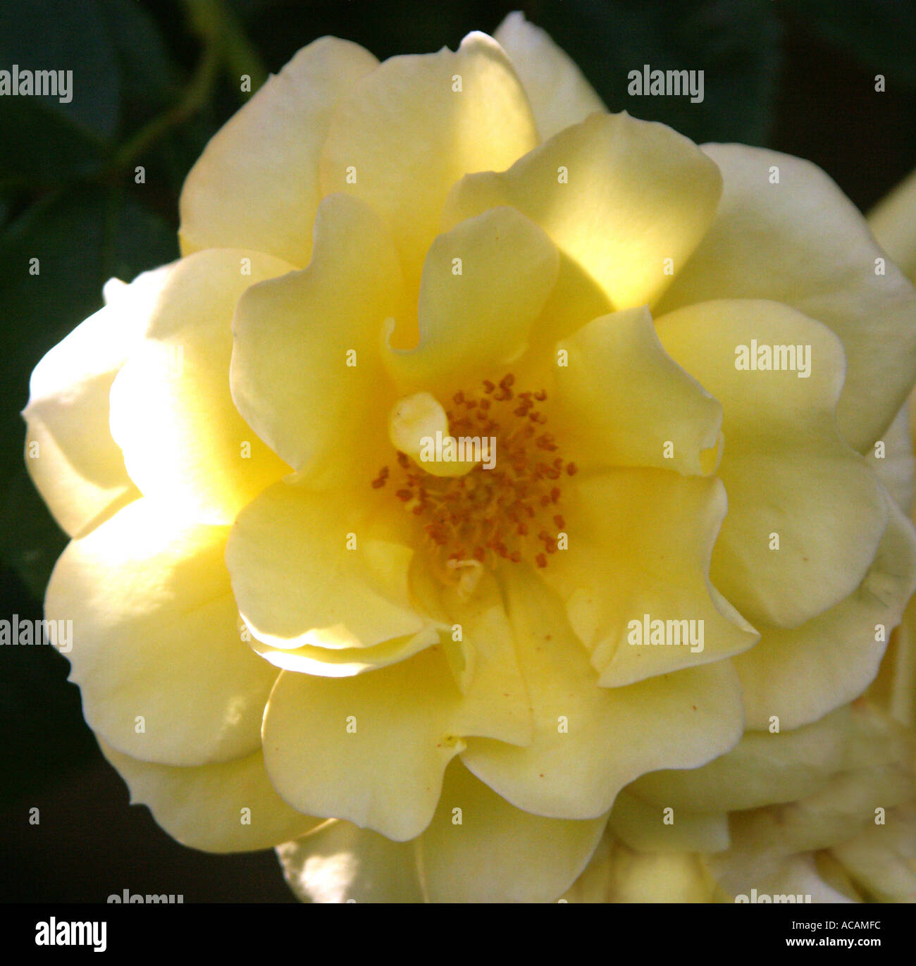 Ivory rose hi-res stock photography and images - Alamy