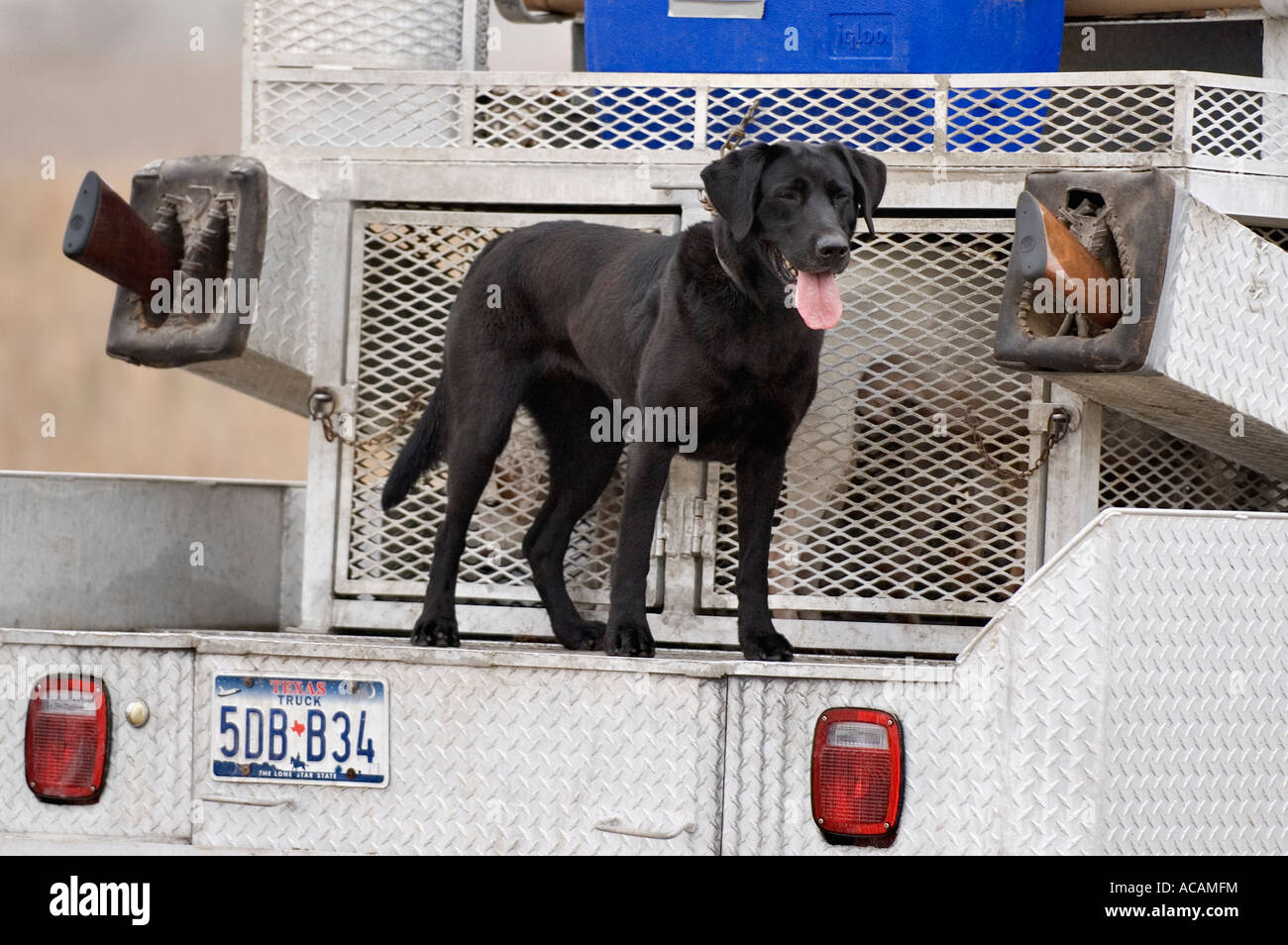 Black Labrador Retriever Standing on the Back of Hunting Rig During ...