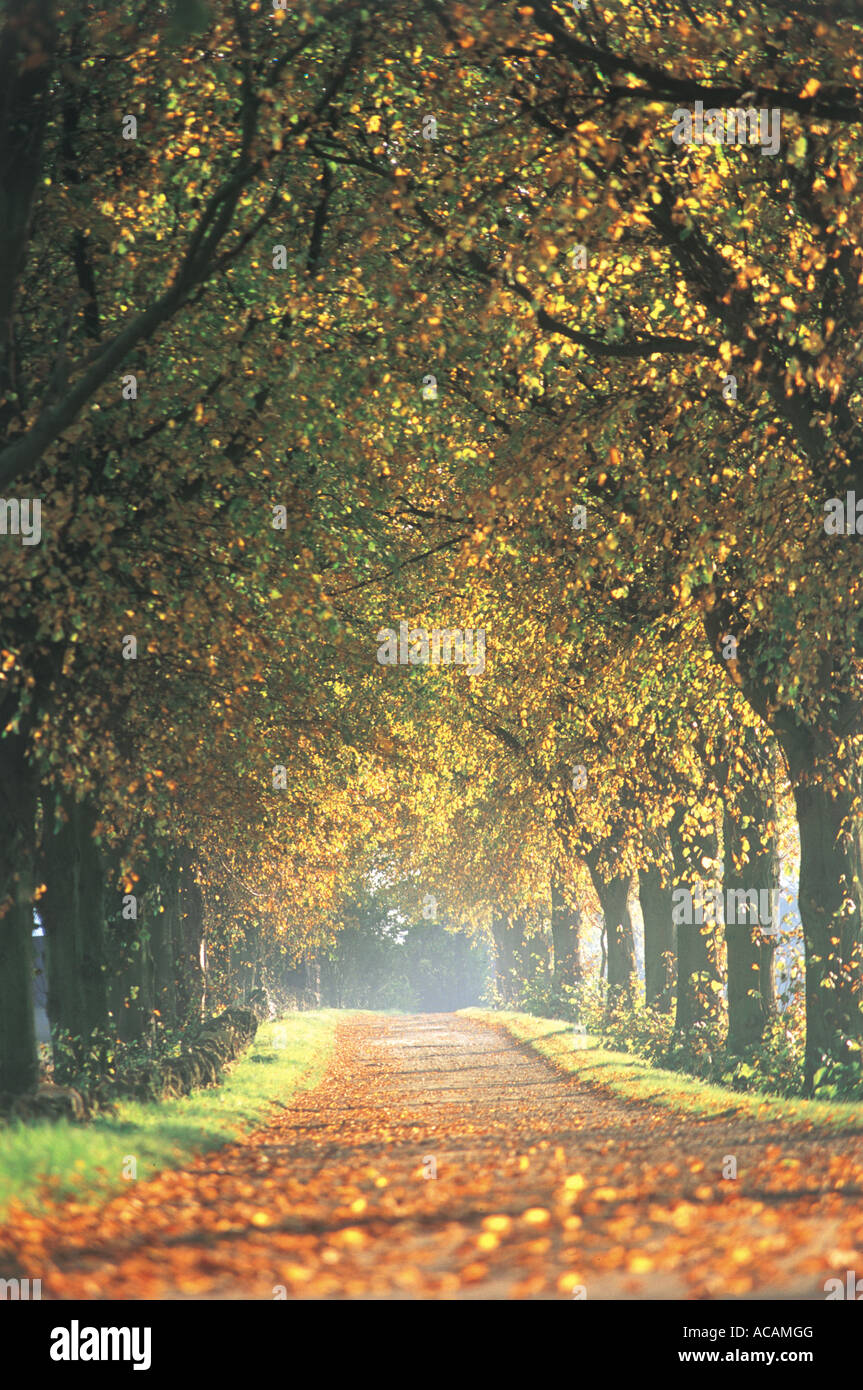 Avenue of trees in autumn nr Chipping Norton UK Stock Photo - Alamy