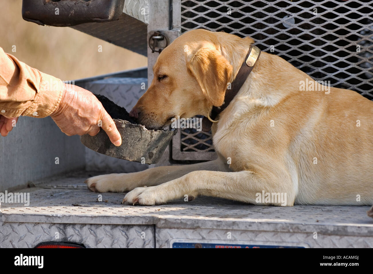 Yellow Labrador Retriever Drinking Water from Hand Held Bowl after ...