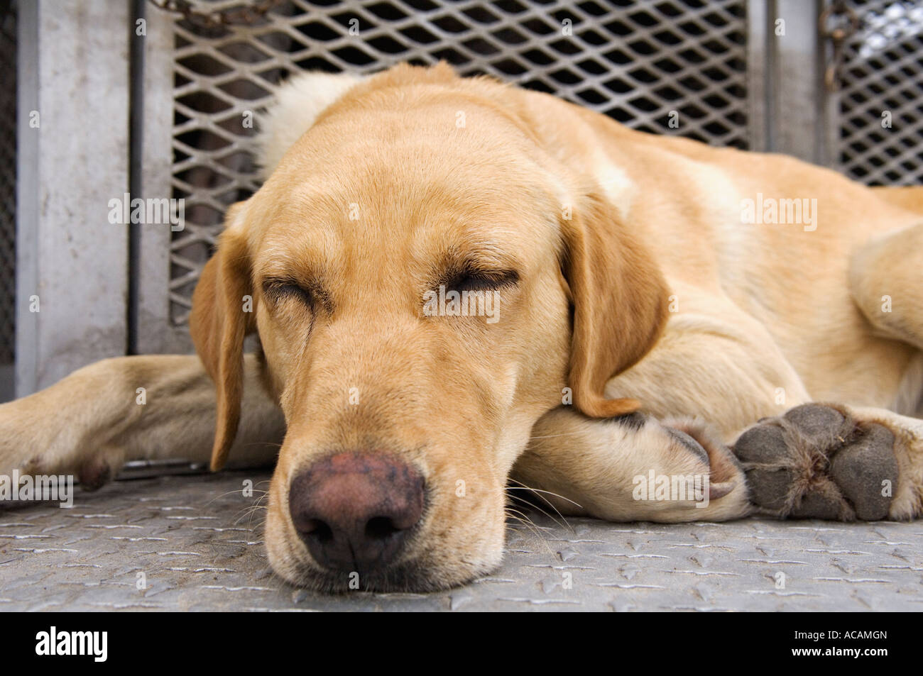 Yellow Labrador Retriever Sleeping on Hunting Rig after a Hard Day of ...