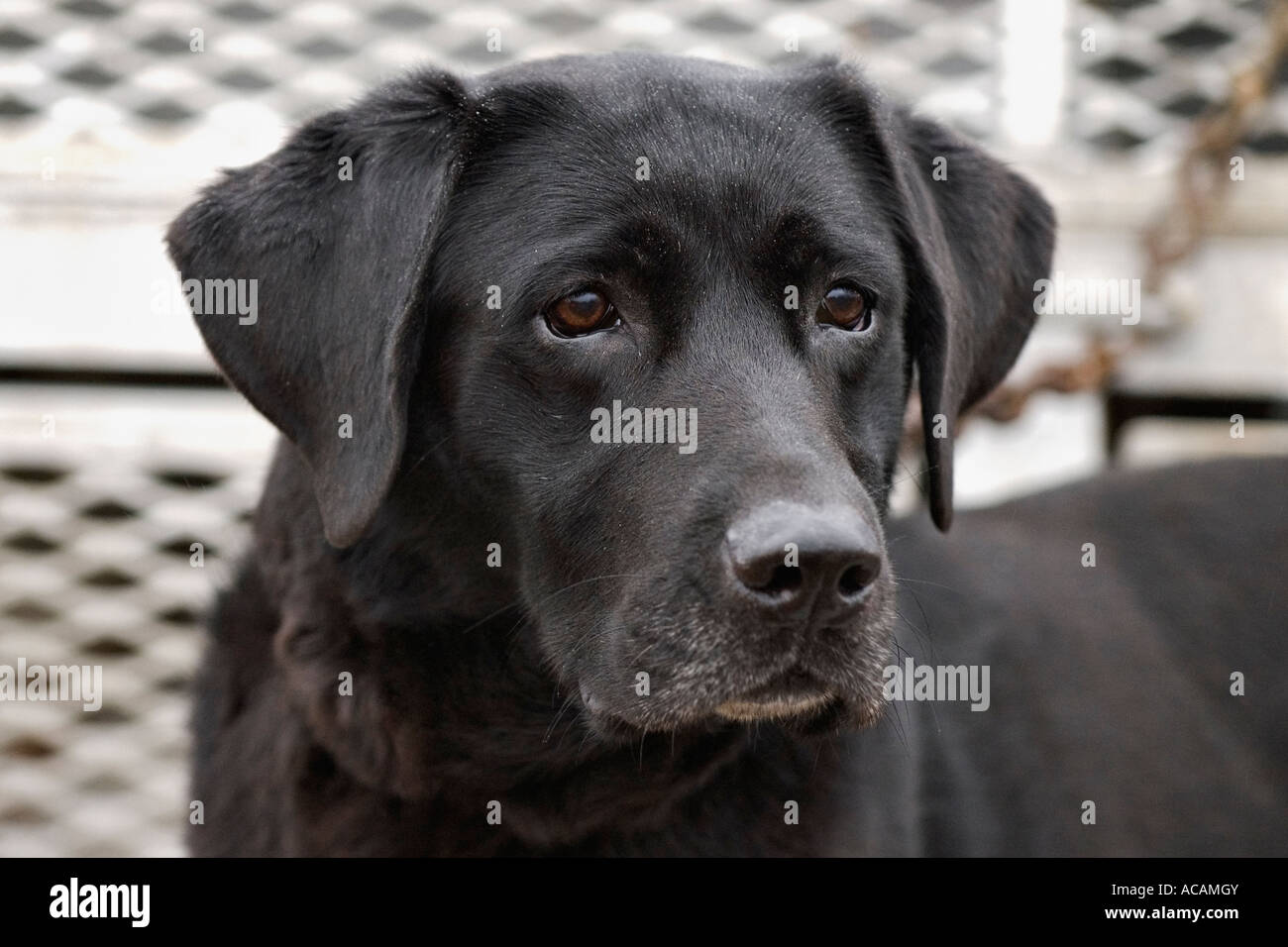 Portrait of Alert Black Labrador Retriever on Back of Hunting Rig ...