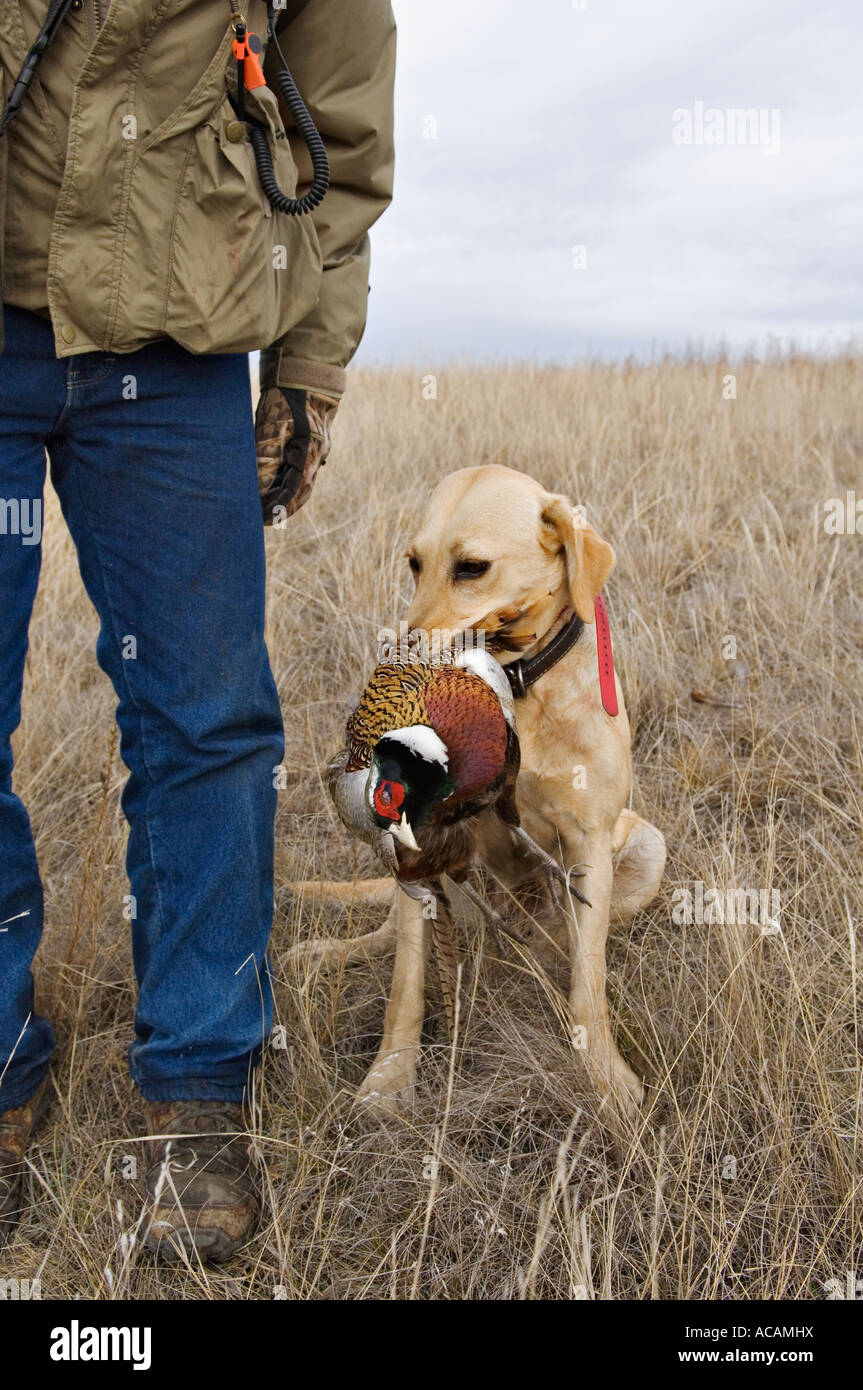 Yellow Labrador Retriever with Rooster Ringneck Pheasant Sitting Next ...