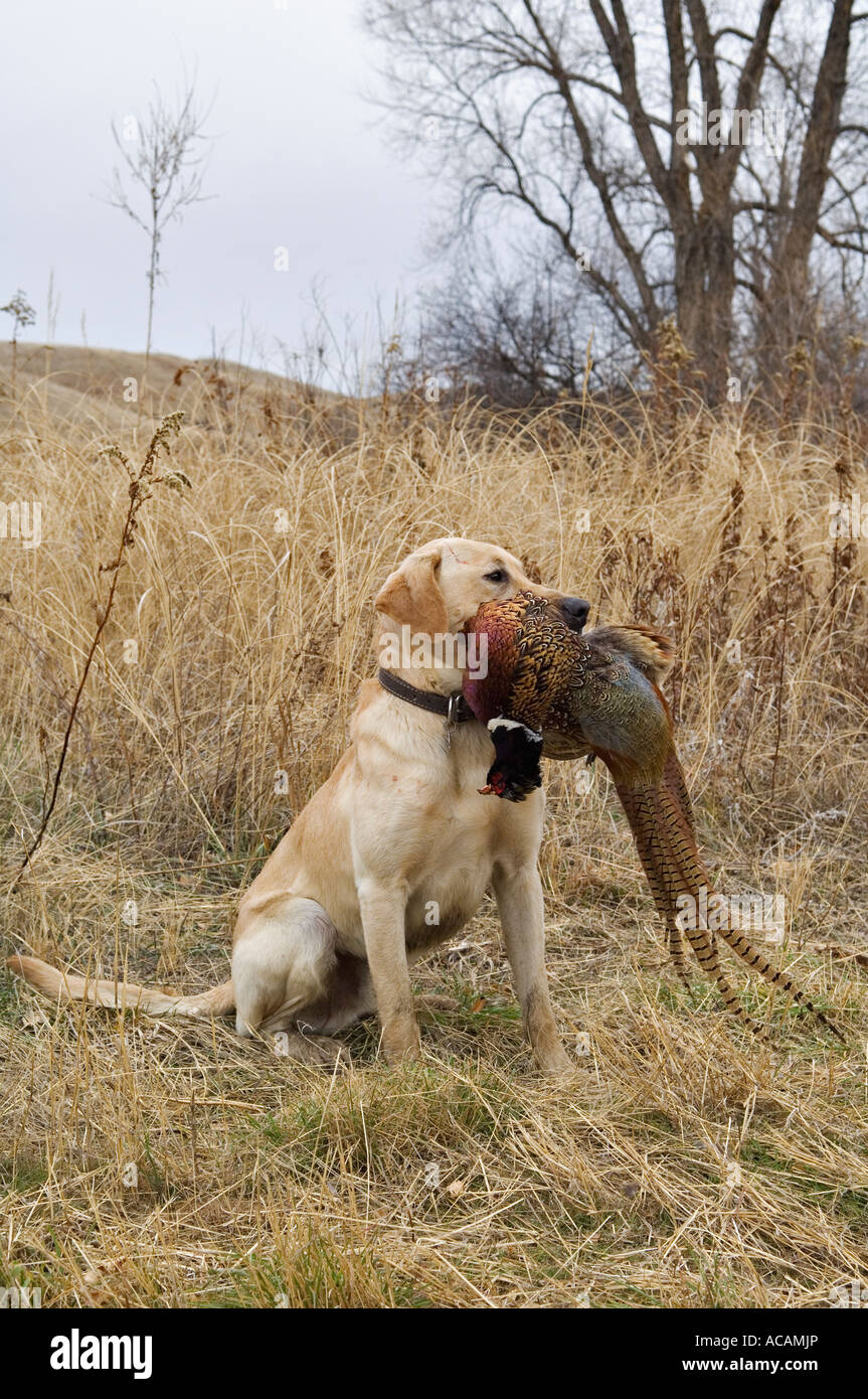 Young Yellow Labrador Retriever Sitting and Holding Ringneck Pheasant ...