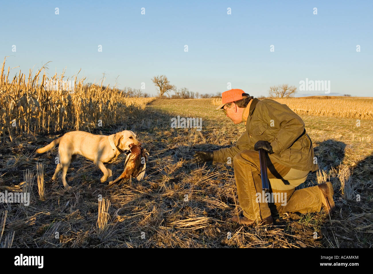 Yellow Labrador Retriever Bringing Rooster Ringneck Pheasant to Upland ...
