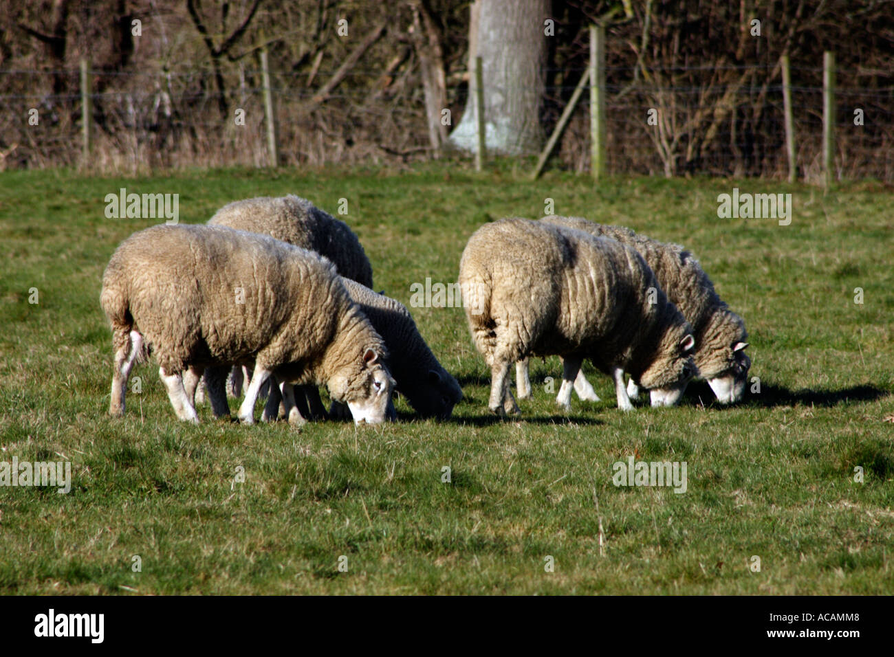 Wool producing animals hi-res stock photography and images - Alamy
