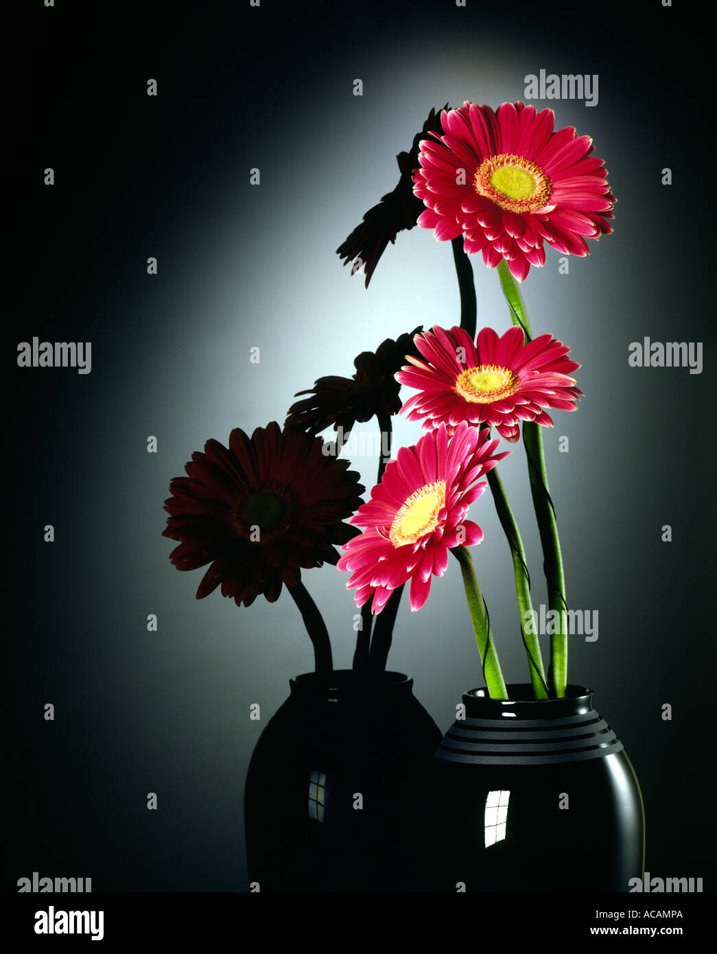Pleasing flowers hi-res stock photography and images - Alamy