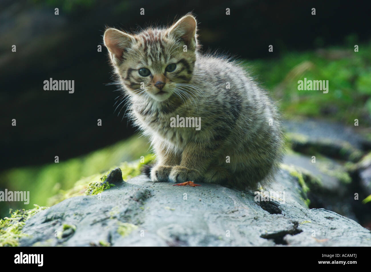 Young wildcat (Felis silvestris Stock Photo - Alamy
