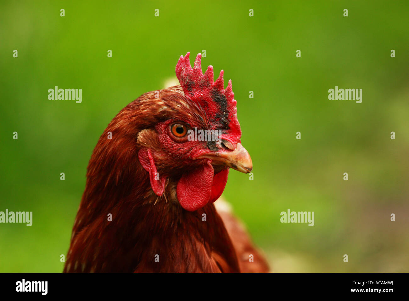 Chicken (Gallus gallus domesticus Stock Photo - Alamy