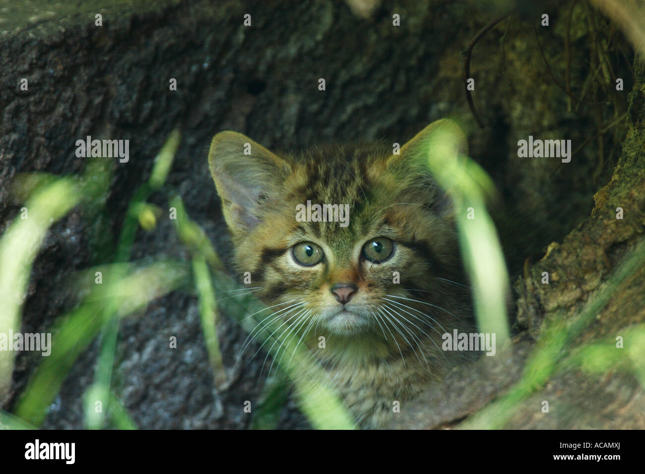 Young wildcat (Felis silvestris Stock Photo - Alamy