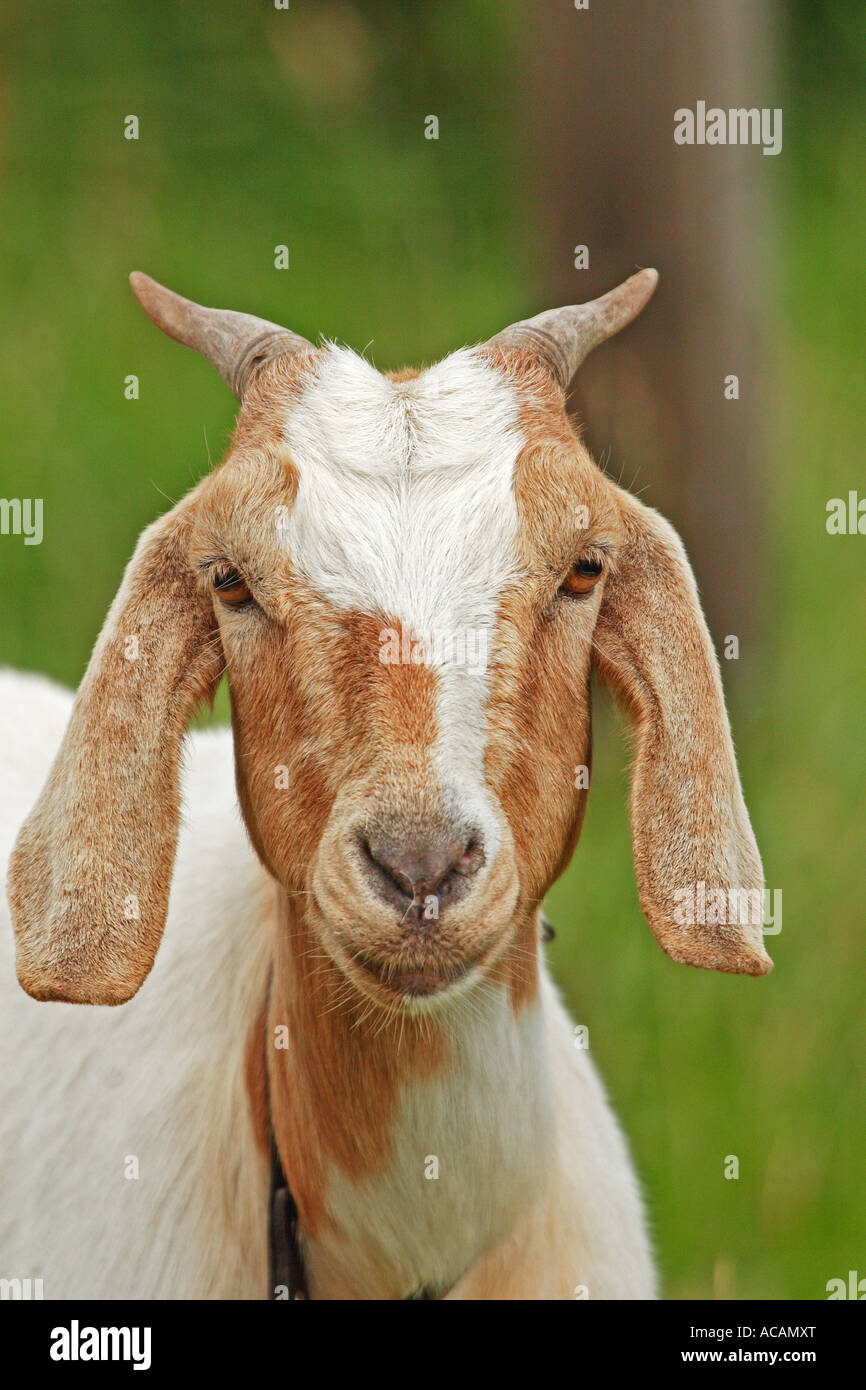 Domestic goat (Capra hircus Stock Photo - Alamy