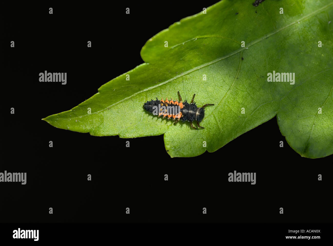 Coccinellid High Resolution Stock Photography and Images - Alamy