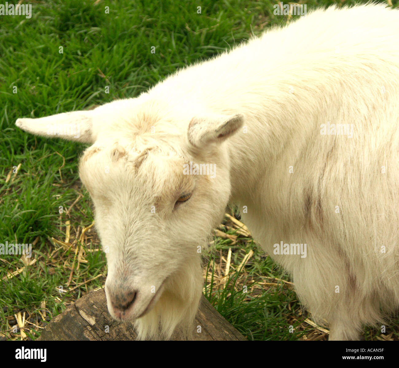 Bearded White Goat Stock Photo - Alamy