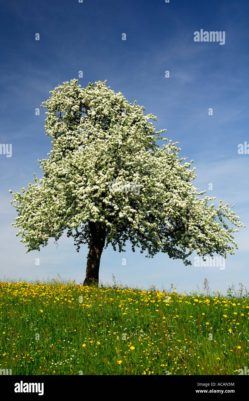 Apple blossom portrait format hi-res stock photography and images - Alamy