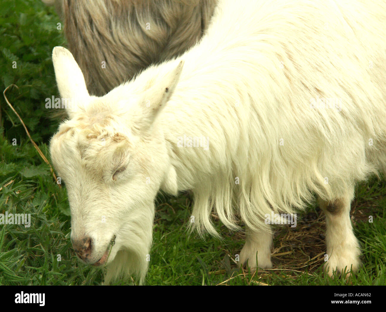 Bearded White Goat Stock Photo - Alamy