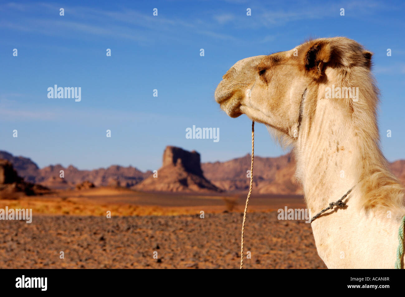 White Mehari dromedary in the hamadan desert, Acacus Mountains, Libya ...