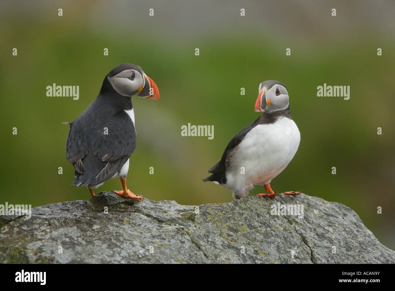 2 Puffins (Fratercula arctica Stock Photo - Alamy