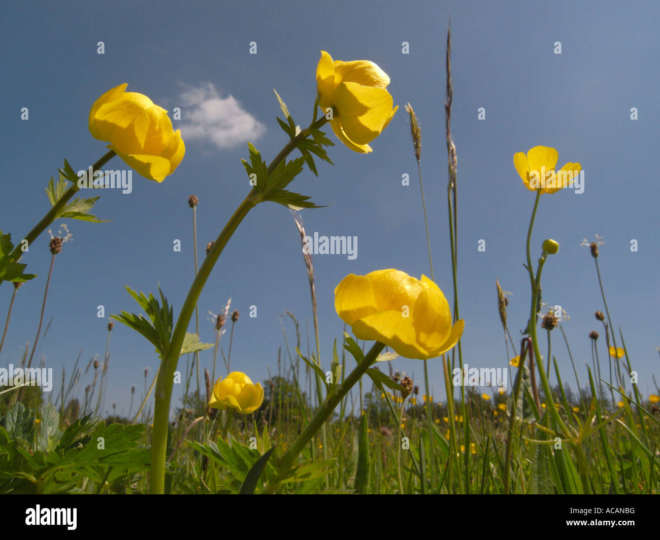 Globe-flower (Trollius europaeus Stock Photo - Alamy