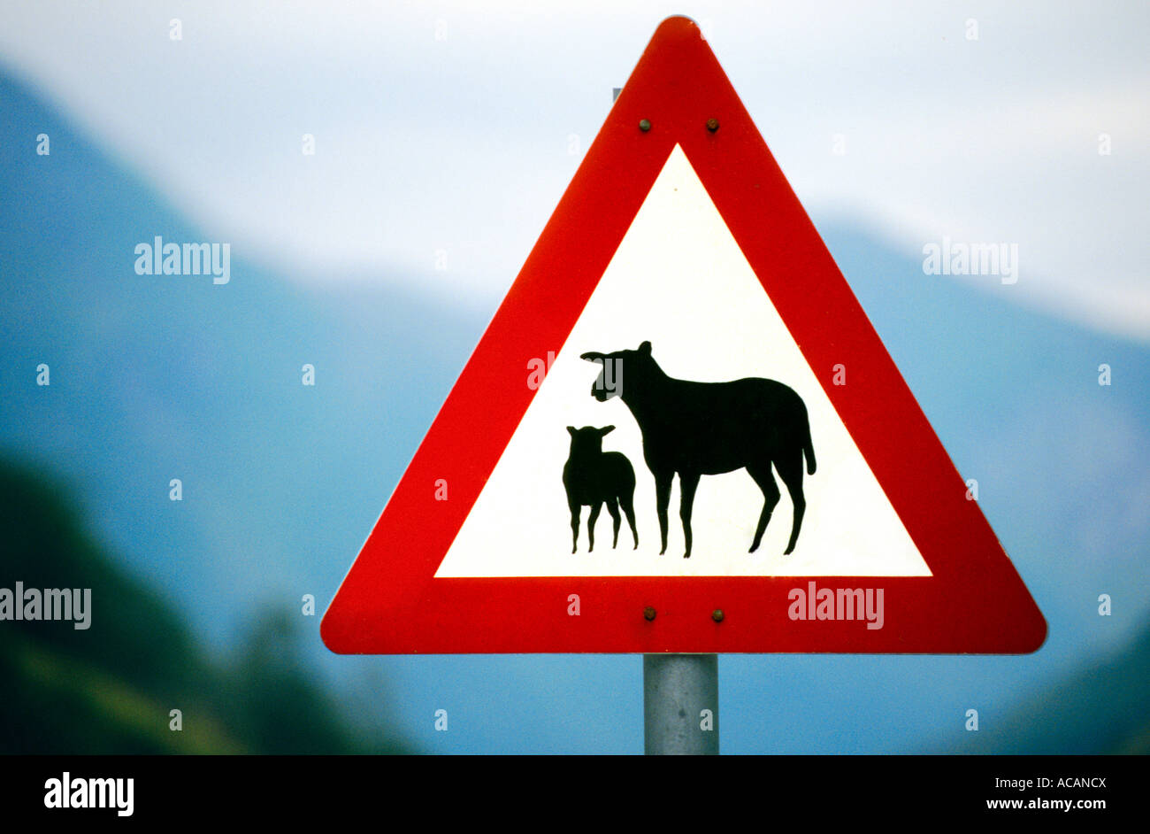 Traffic sign, indication of sheep Stock Photo - Alamy