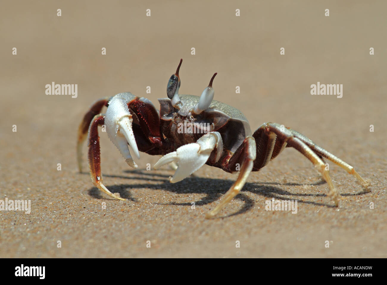 Ghost crab (Ocypode Stock Photo - Alamy