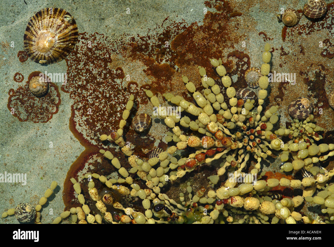 Shells and kelp, Queensland, Australia Stock Photo - Alamy