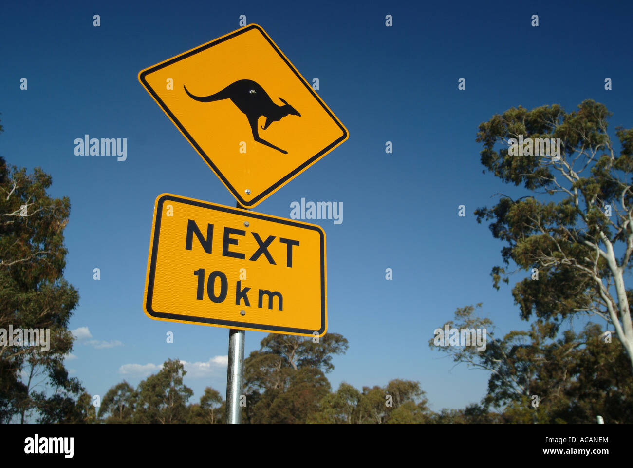 Kangaroo traffic sign, Australia Stock Photo - Alamy