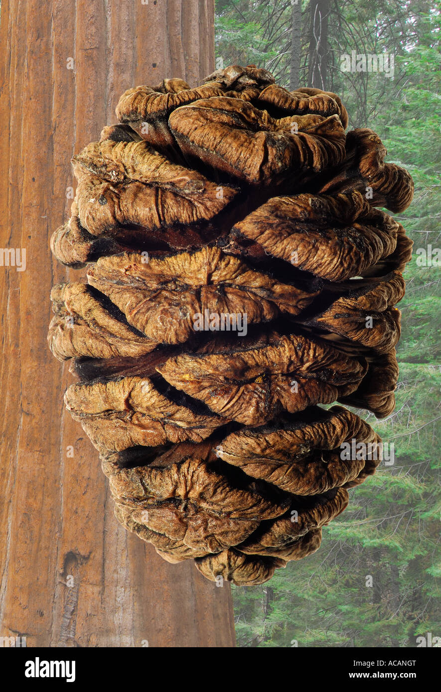 Redwood cone (Sequoia gigantea Stock Photo - Alamy