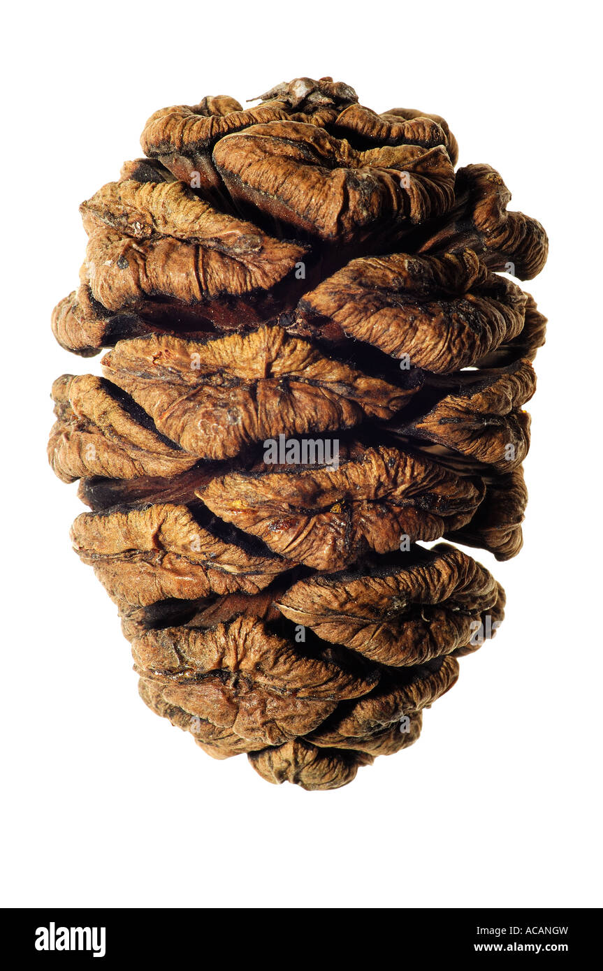 Redwood cone (Sequoia gigantea Stock Photo - Alamy