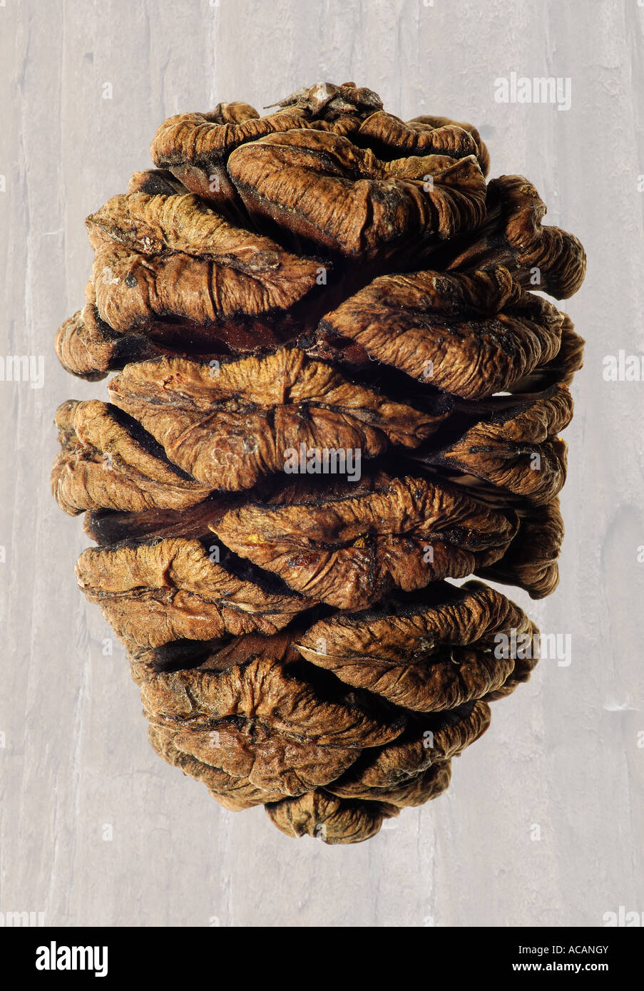 Redwood cones hi-res stock photography and images - Alamy
