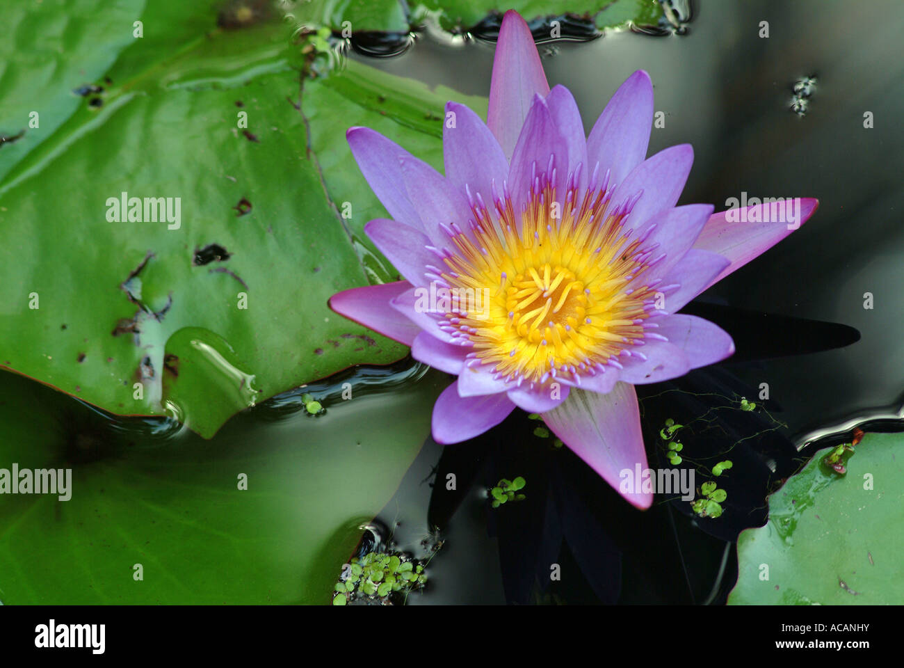 Waterlily (Nymphaea colorata Stock Photo - Alamy