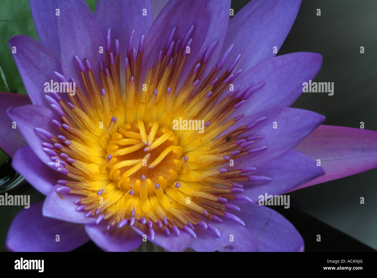 Waterlily (Nymphaea colorata Stock Photo - Alamy