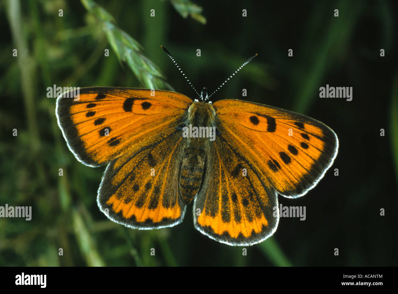 Large Copper (Lycaena dispar Stock Photo - Alamy