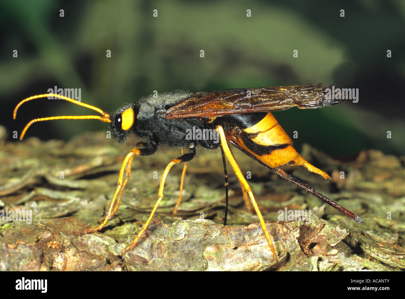 Giant horntail (Urocerus gigas Stock Photo - Alamy