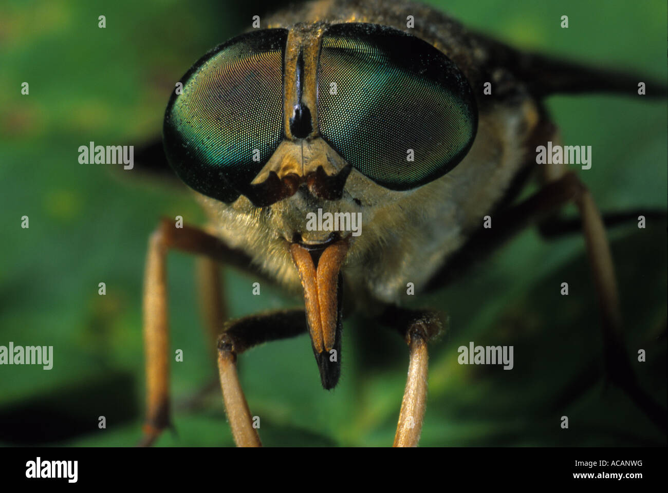 Dark giant horsefly (Tabanus sudeticus Stock Photo - Alamy