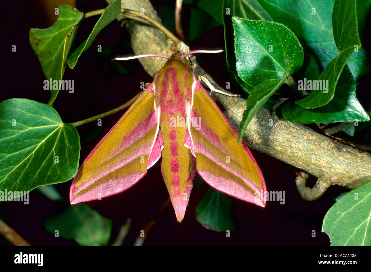 Elephant Hawk-moth, (Deilephila elpenor), fam. hawk-moths Stock Photo ...