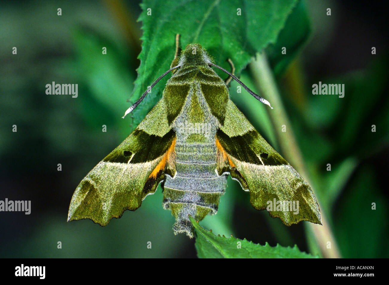 Hawk moths hi-res stock photography and images - Alamy