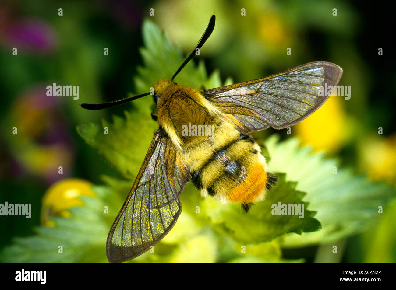 Narrow-bordered Bee Hawk-moth (Hemaris tityus), fam. hawk-moths Stock ...