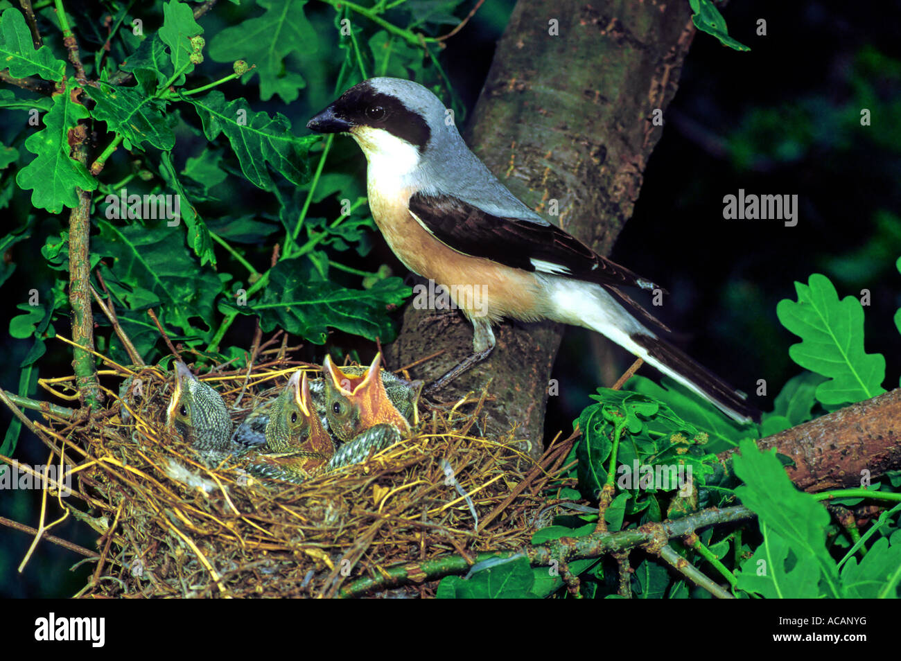 Laniidae High Resolution Stock Photography and Images - Alamy