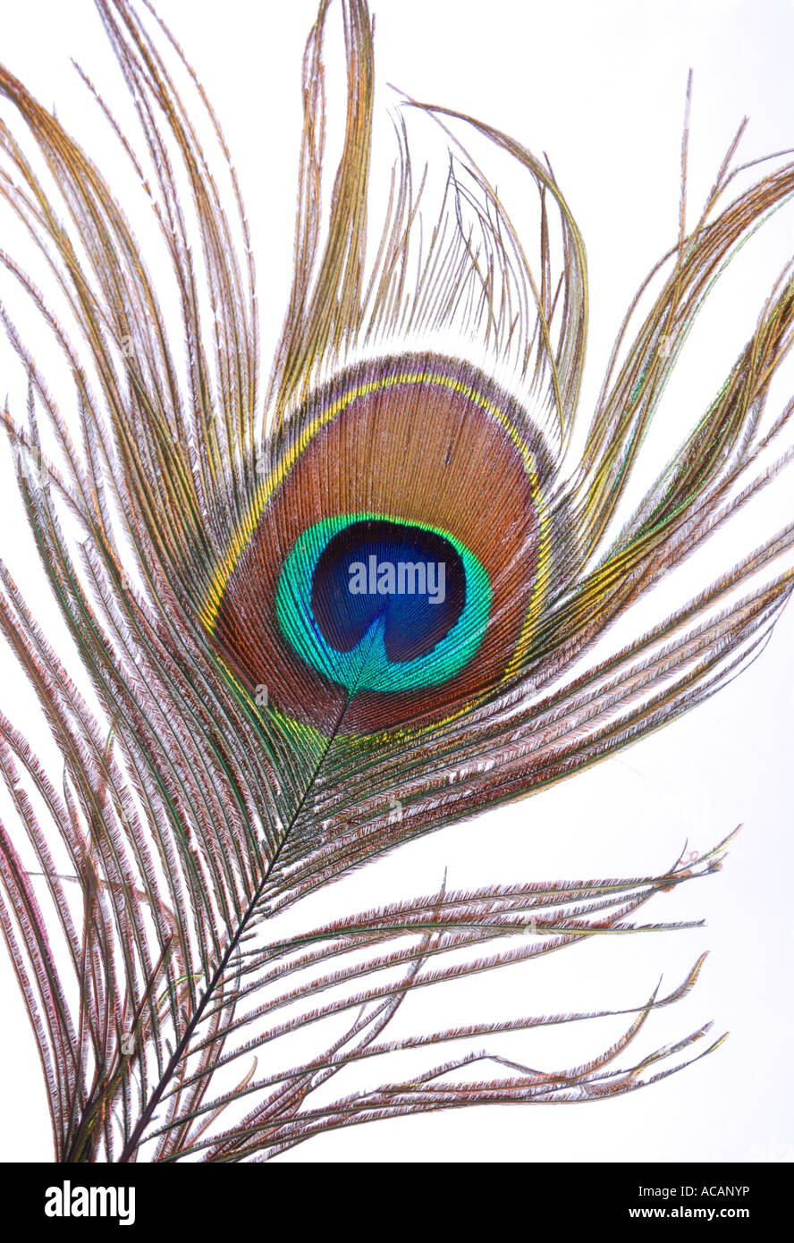 Bunte pfauenfeder hi-res stock photography and images - Alamy