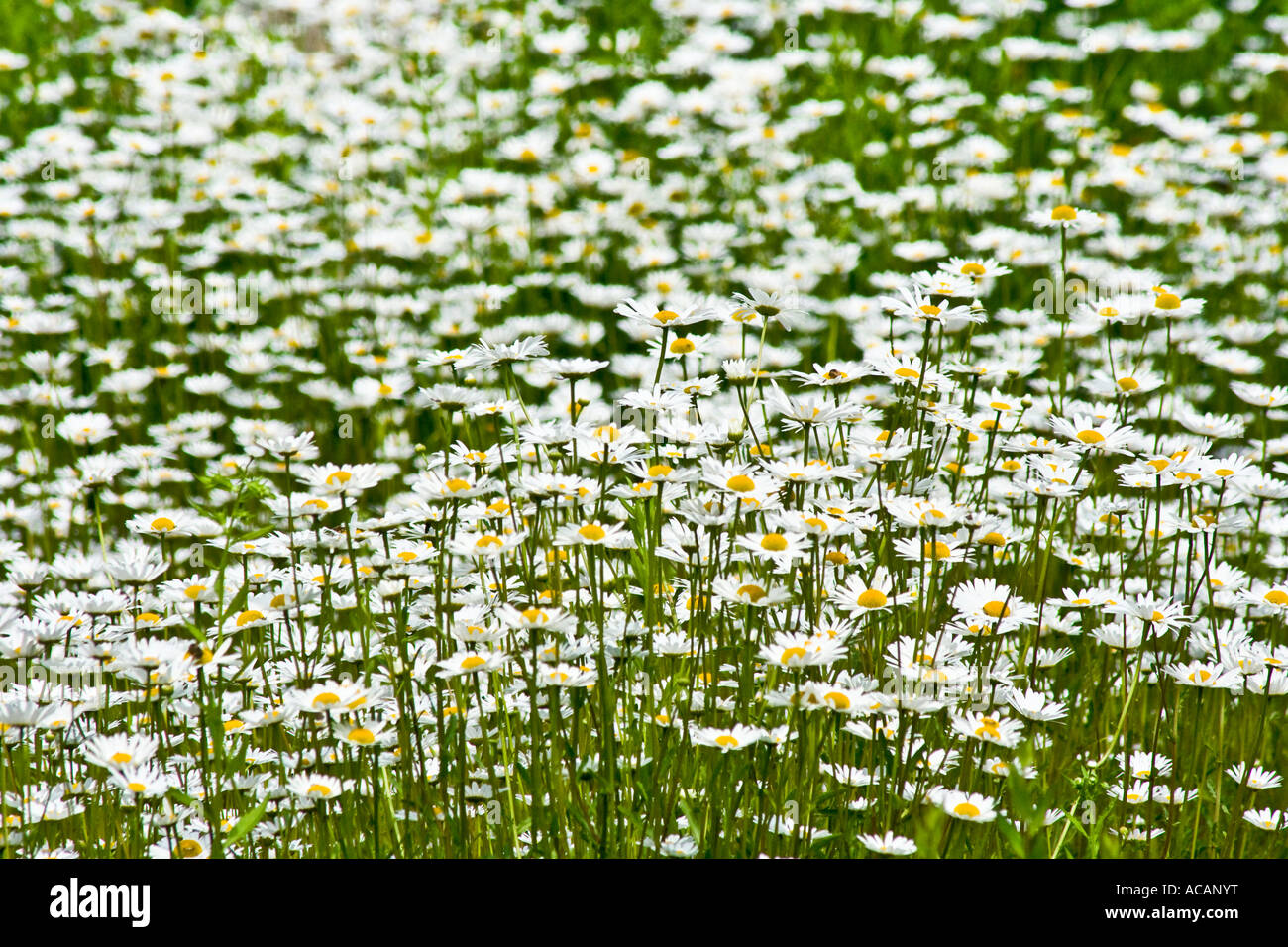 Field of dasies hi-res stock photography and images - Alamy