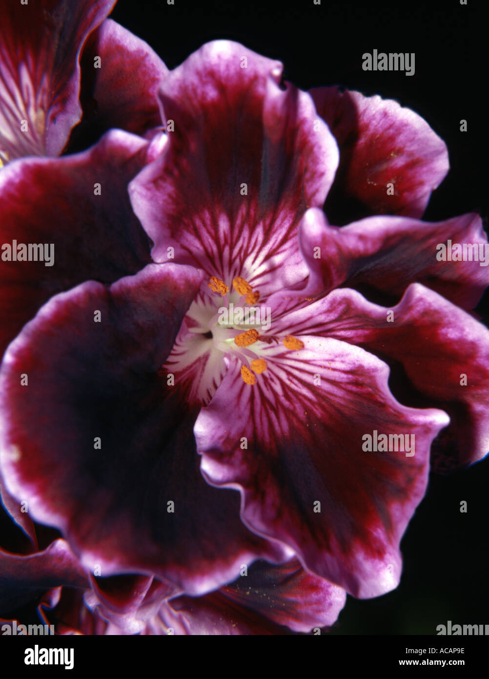 Curled stamens hi-res stock photography and images - Alamy