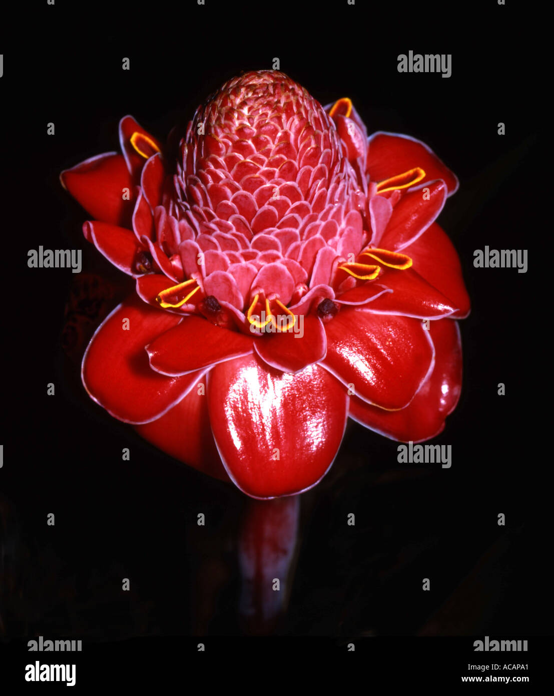 Torch Ginger Phaeomeria Magnifica High Resolution Stock Photography and ...