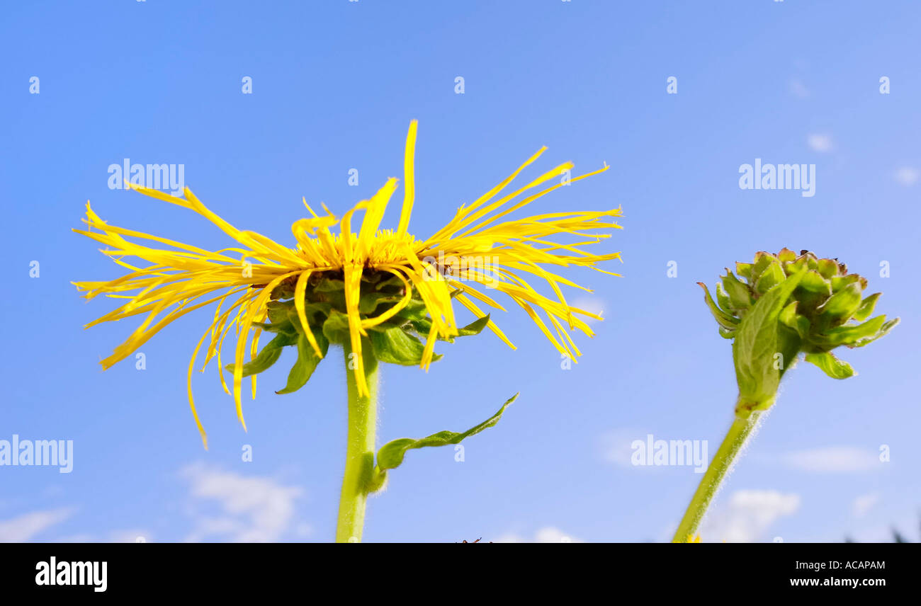 Alant flower with petals dancing in the wind inula helenium ...