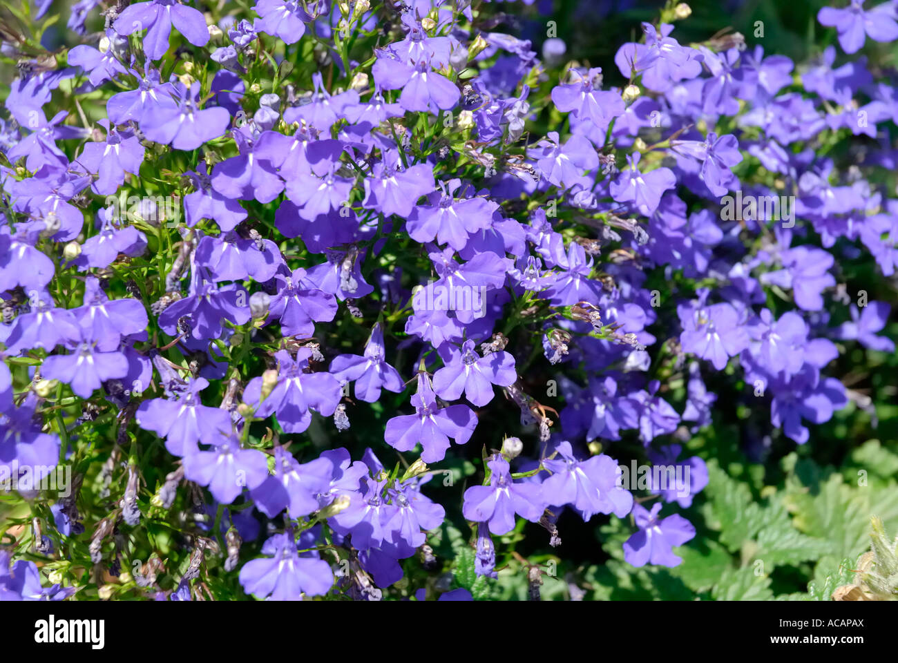 Bed of lobelia hi-res stock photography and images - Alamy
