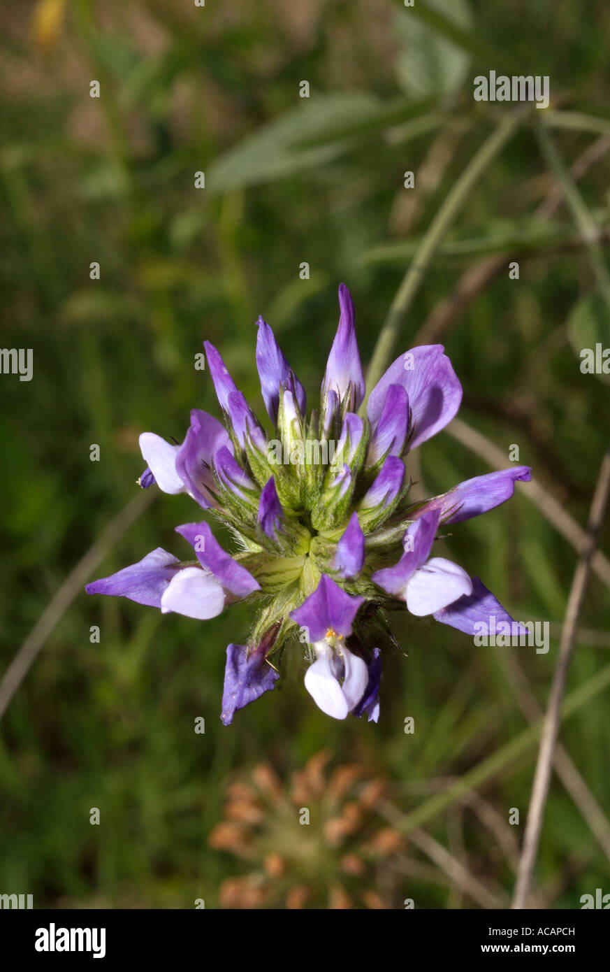 Psoralea Stock Photos & Psoralea Stock Images - Alamy