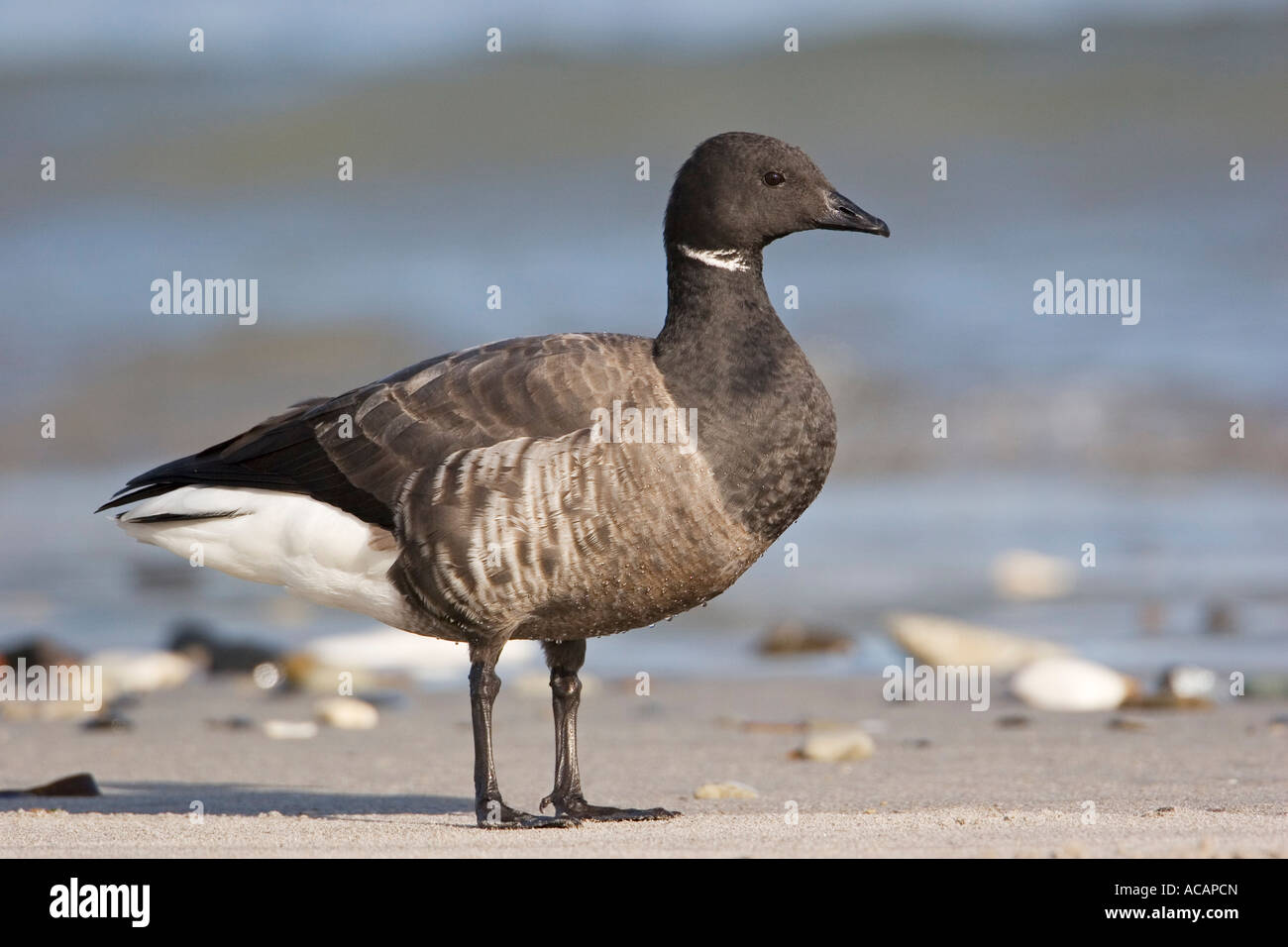 White bellied brant hi-res stock photography and images - Alamy