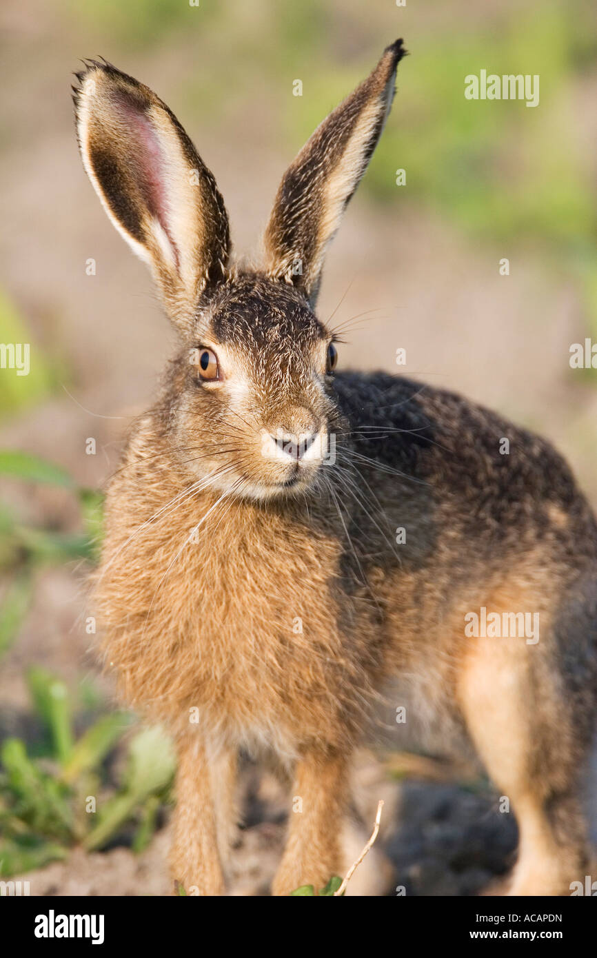 European Hare (Lepus europaeus Stock Photo - Alamy