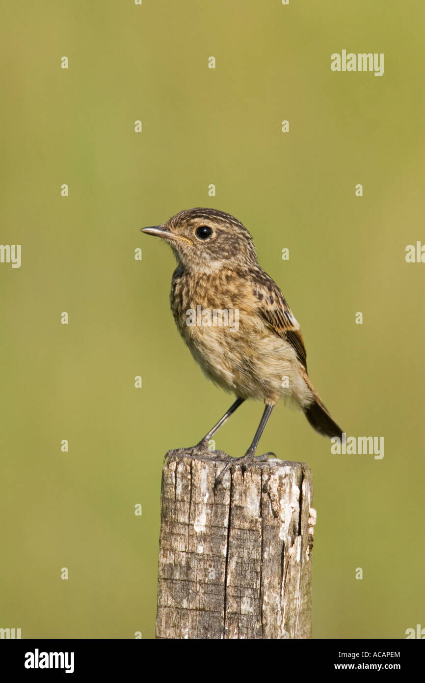 Fledgling stonechat hi-res stock photography and images - Alamy